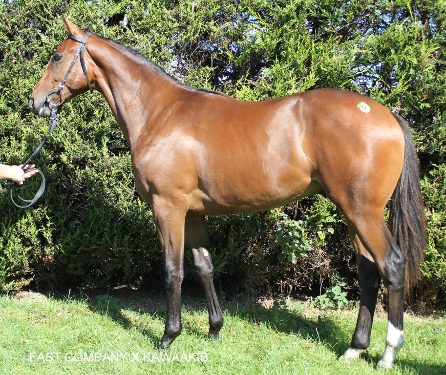 Horses For Sale » Horses » Home