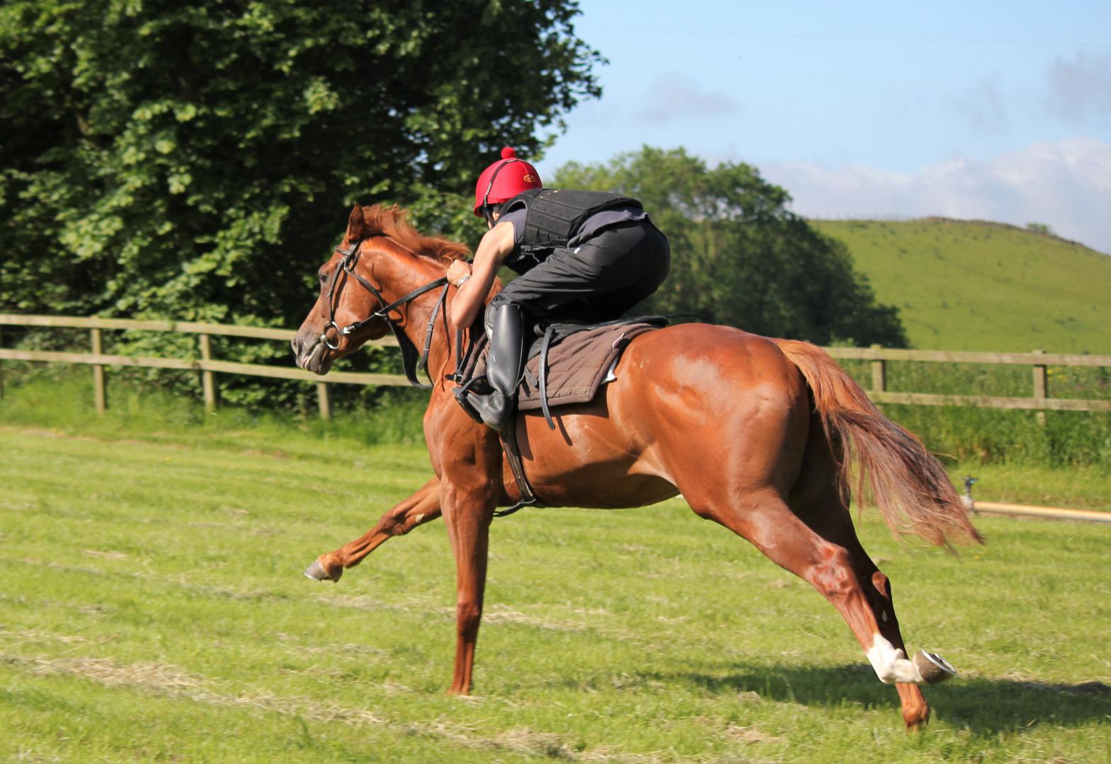Racehorse Trainer | 2 year old horse in training | Ann Duffield