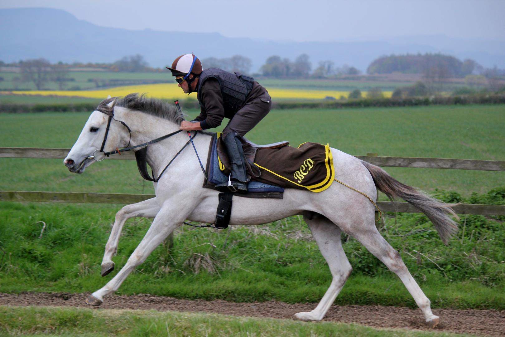 Race Horses For Sale | Ann Duffield Racing | North Yorkshire