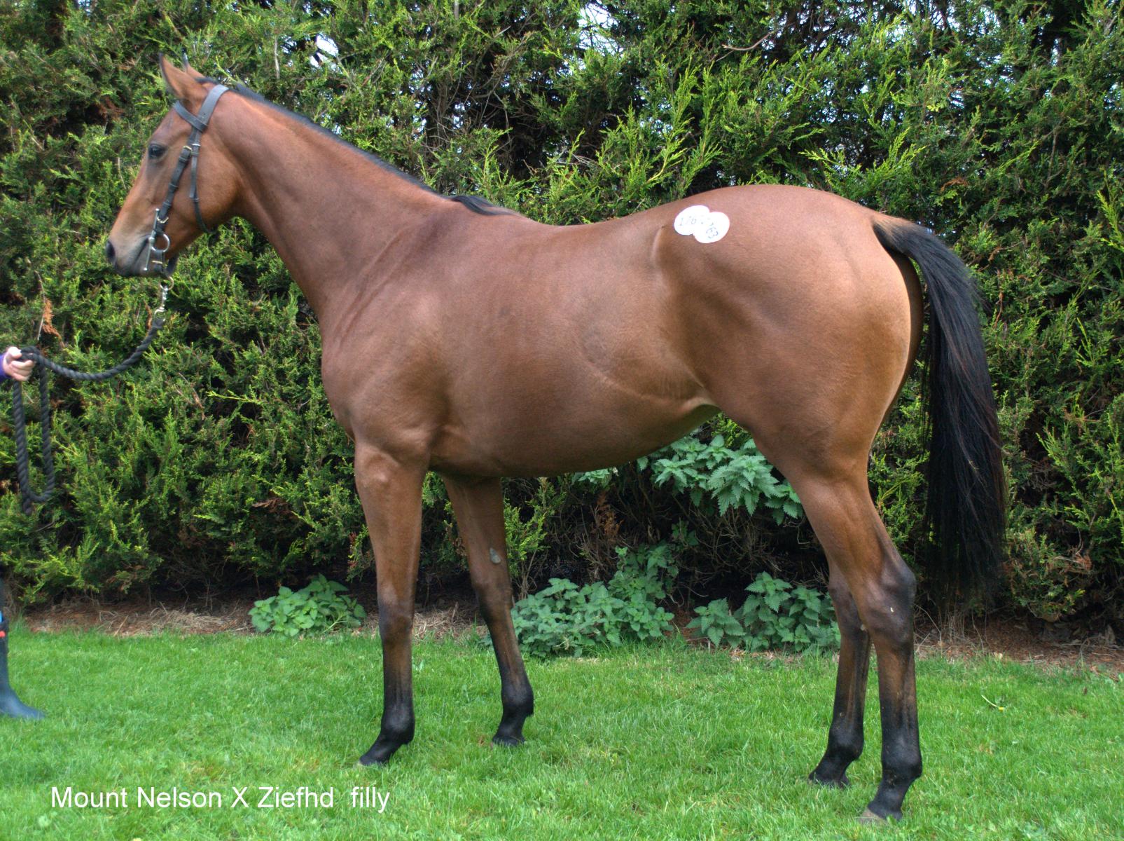 Racehorse Trainer | 2 year old horse in training | Ann Duffield