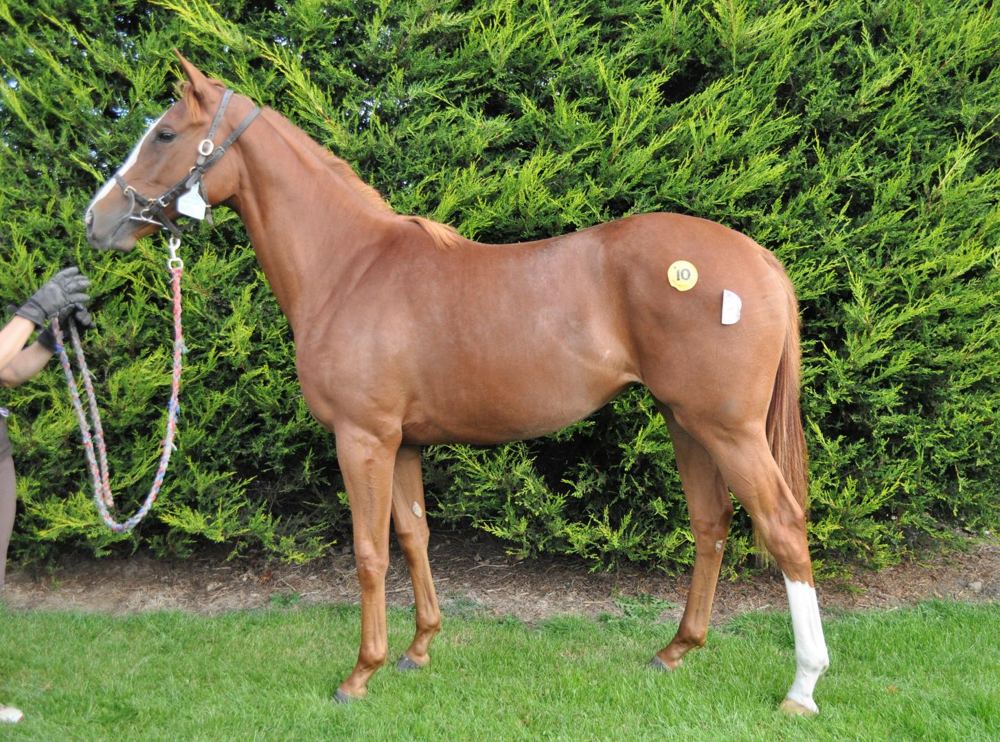 Yearlings » Horses » Home