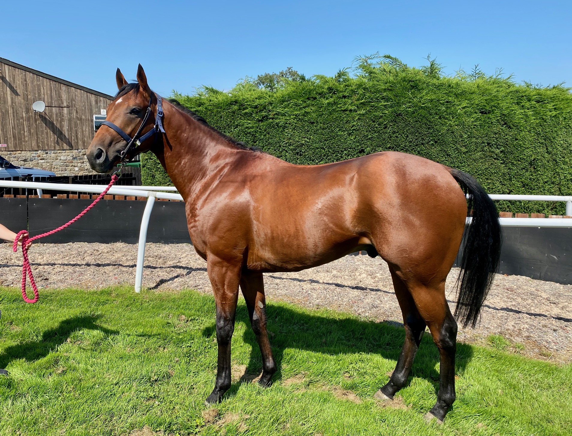Race Horses For Sale | Ann Duffield Racing | North Yorkshire
