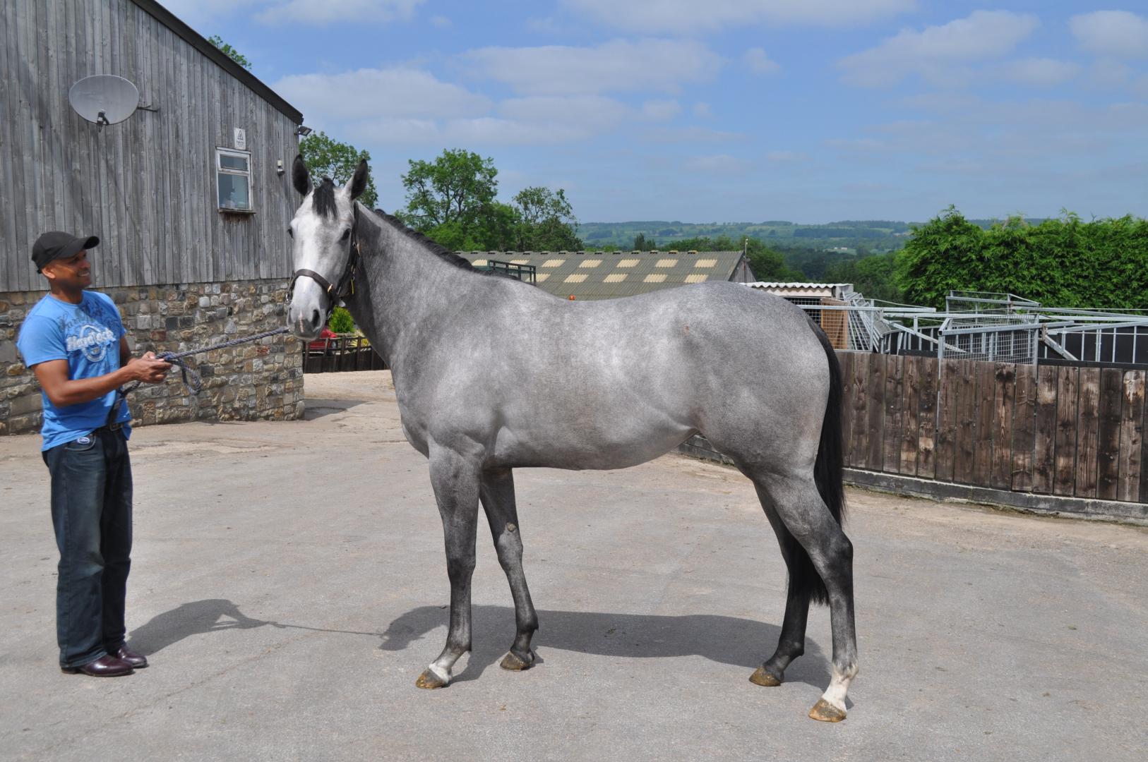 Race Horses For Sale | Ann Duffield Racing | North Yorkshire